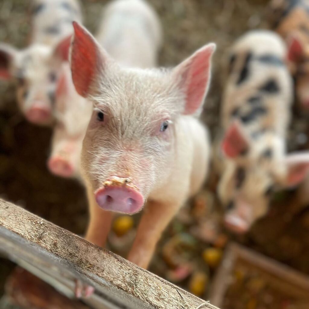 Composting and Sustainability and Pigs | Bear Claw Lodge